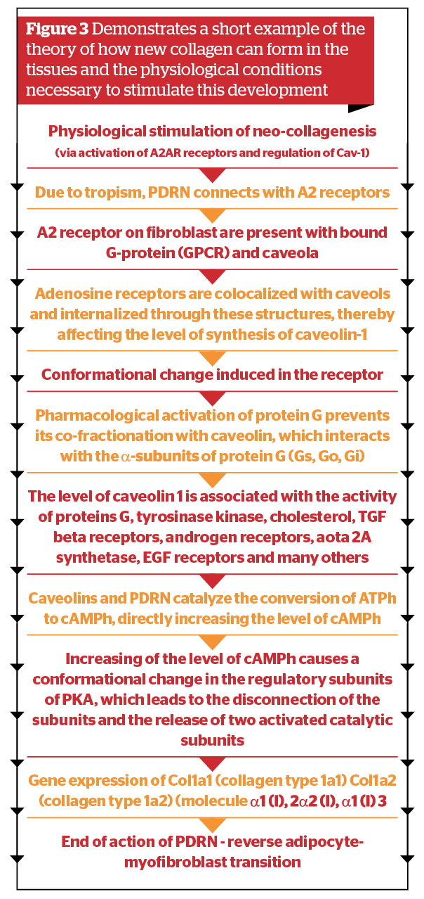 Neo- Collagenogenesis in Aesthetic Dermatology What’s New, What’s True ...