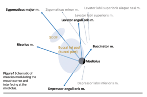 Perioral Myomodulation with Filler Injection | PRIME Journal